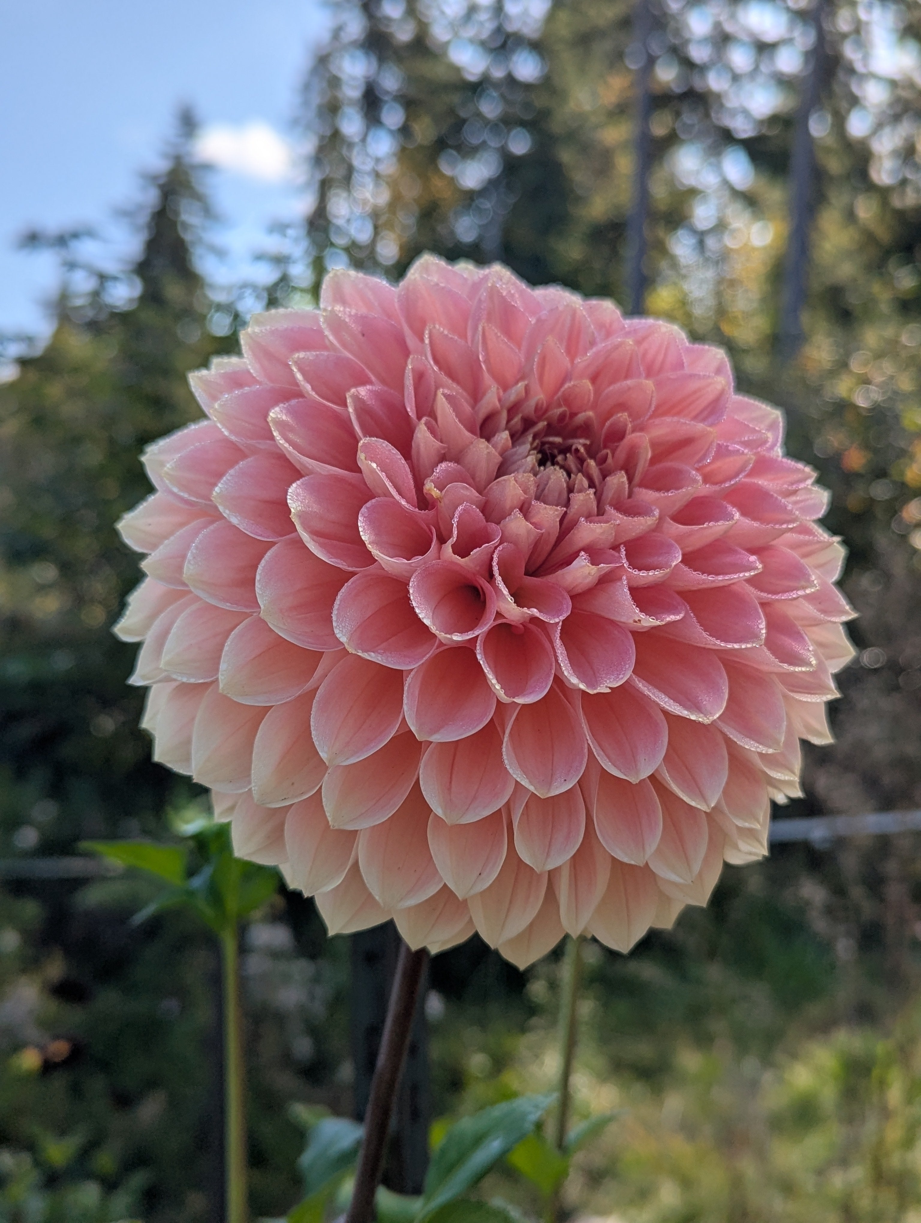 Lakeview Lady – Hay Hollow Farm
